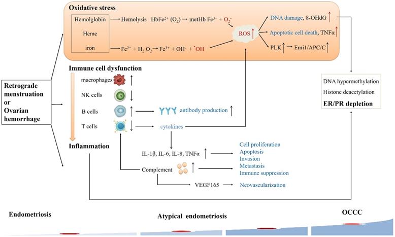 Endometriosis-associated Ovarian Clear Cell Carcinoma: A Special Entity?