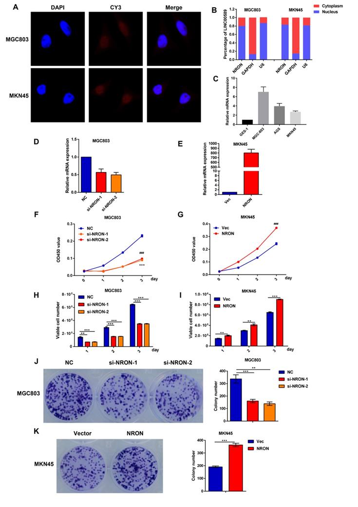 Long Non-Coding RNA NRON promotes Tumor Proliferation by regulating ...