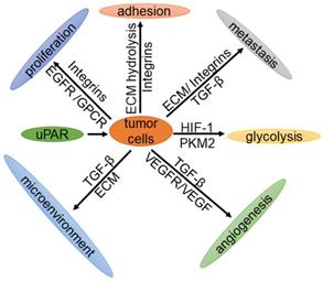 uPAR: An Essential Factor for Tumor Development