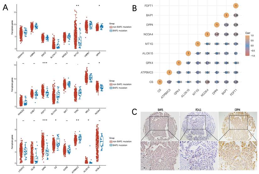 Somatic mutation and expression of BAP1 in hepatocellular carcinoma: an ...