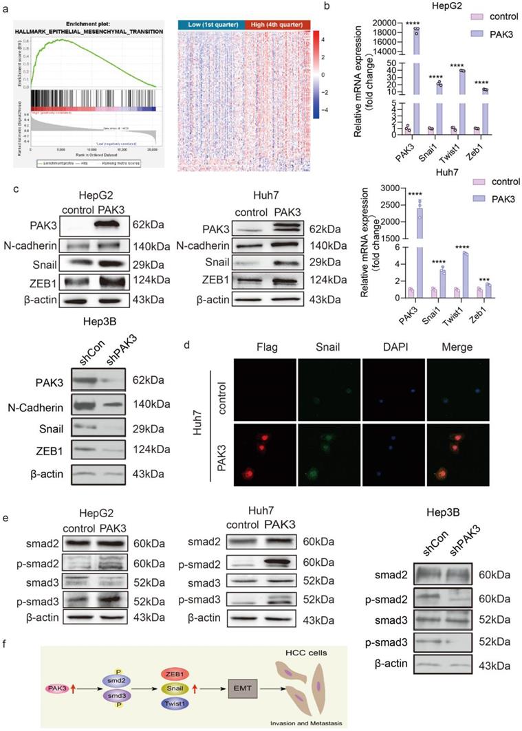 PAK3 promotes the metastasis of hepatocellular carcinoma by regulating ...