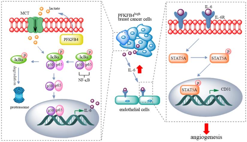PFKFB4 promotes angiogenesis via IL-6/STAT5A/P-STAT5 signaling in ...