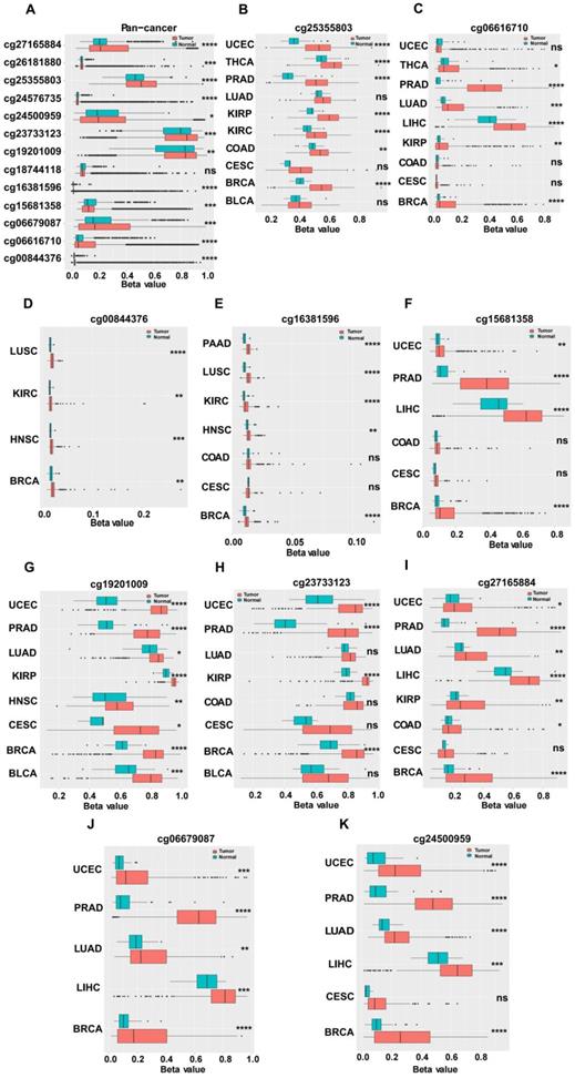 Epigenetic modifications inhibit the expression of MARVELD1 and in turn ...