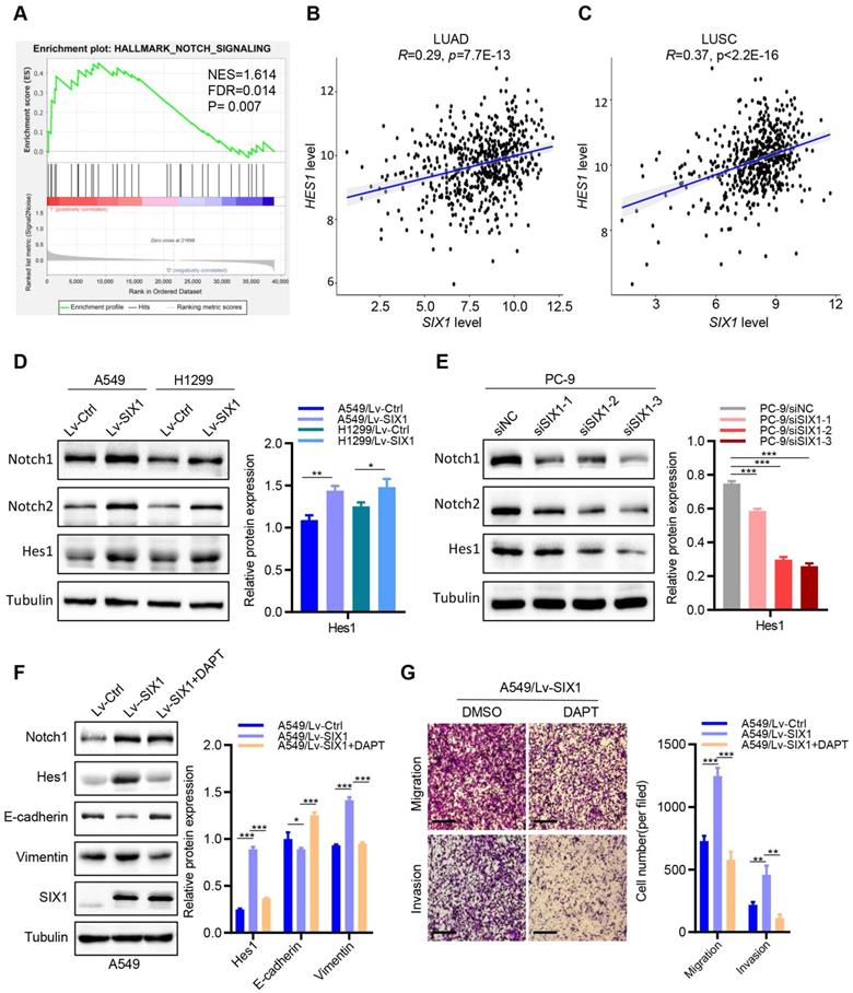SIX1 Predicts Poor Prognosis and Facilitates the Progression of Non ...