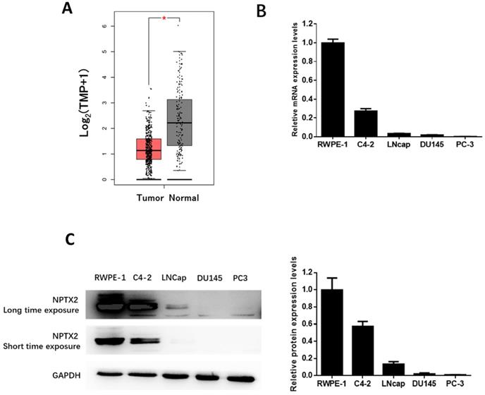 Promoter Methylation-Mediated NPTX2 Silencing Promotes Tumor Growth in ...