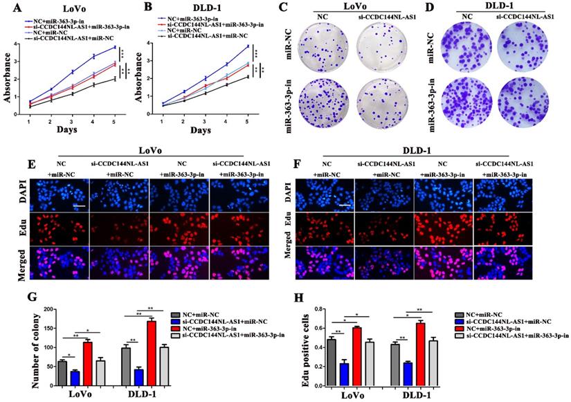 Long non-coding RNA CCDC144NL-AS1 promotes cell proliferation by ...