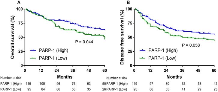 Low PARP-1 expression level is an indicator of poor prognosis in ...