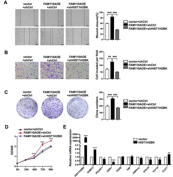 TSPAN1-elevated FAM110A promotes pancreatic cancer progression by ...