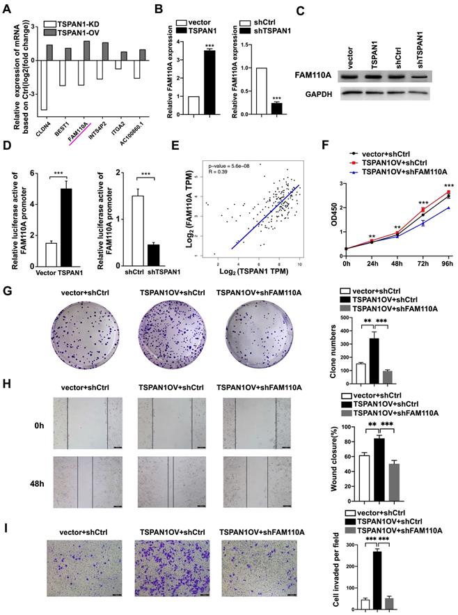 TSPAN1-elevated FAM110A promotes pancreatic cancer progression by ...