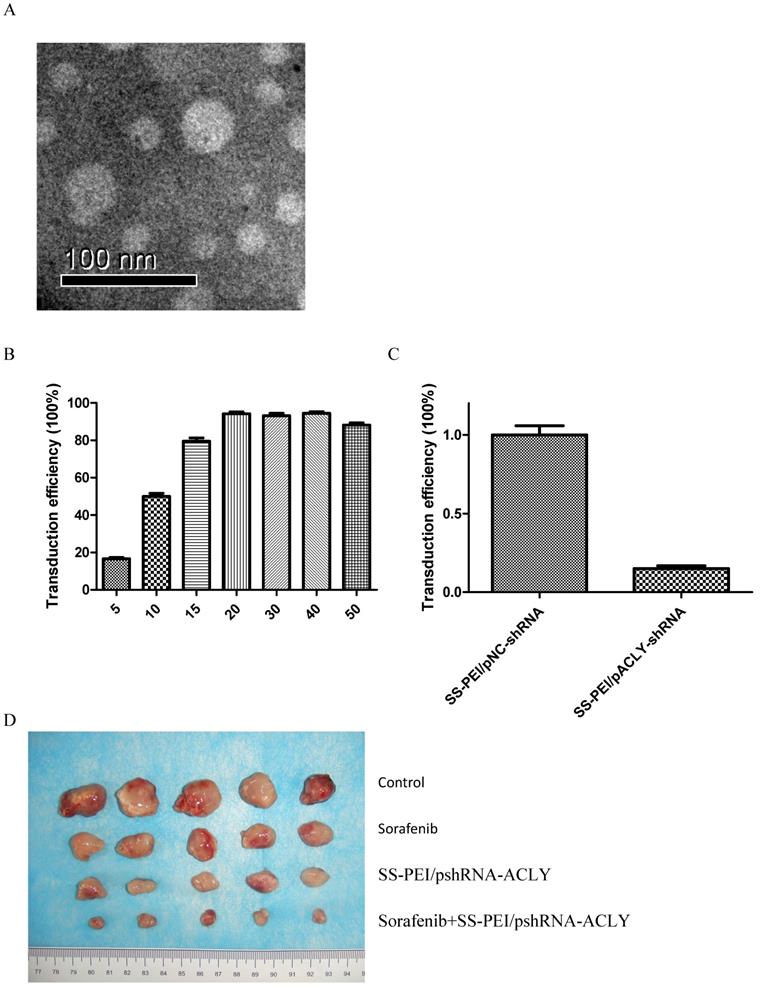 Targeted inhibition of ACLY expression to reverse the resistance of ...