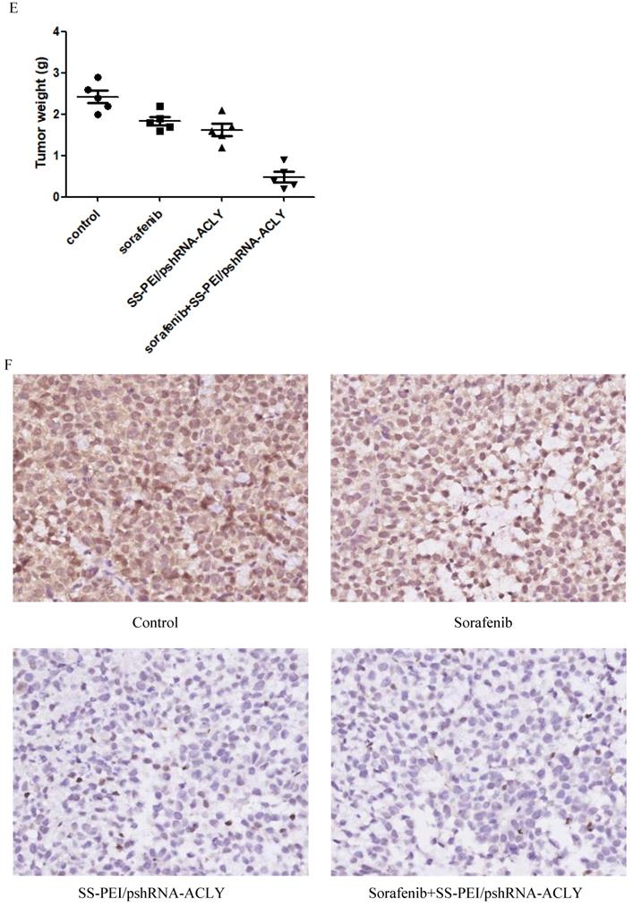 Targeted inhibition of ACLY expression to reverse the resistance of ...