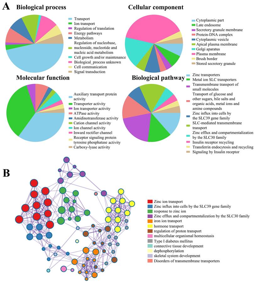 The correlation and role analysis of SLC30A1 and SLC30A10 in cervical ...