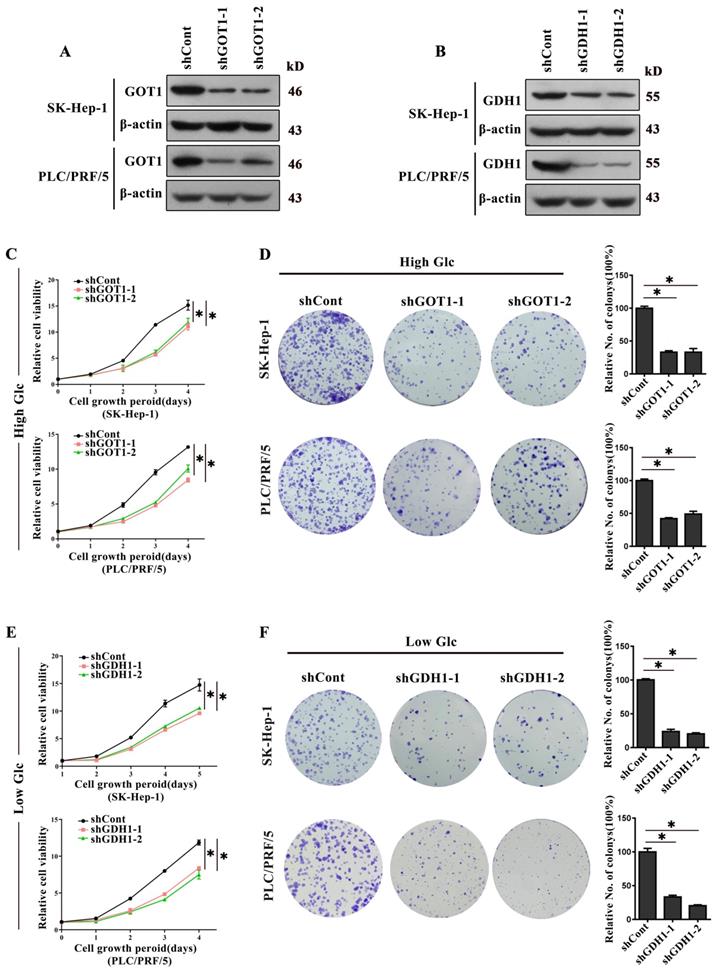 Glutamate dehydrogenase 1 mediated glutaminolysis sustains HCC cells ...