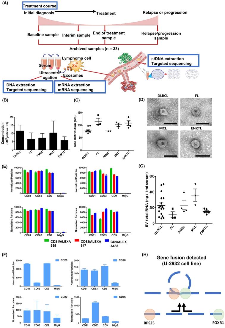 Clinical relevance of serum-derived exosomal messenger RNA sequencing ...