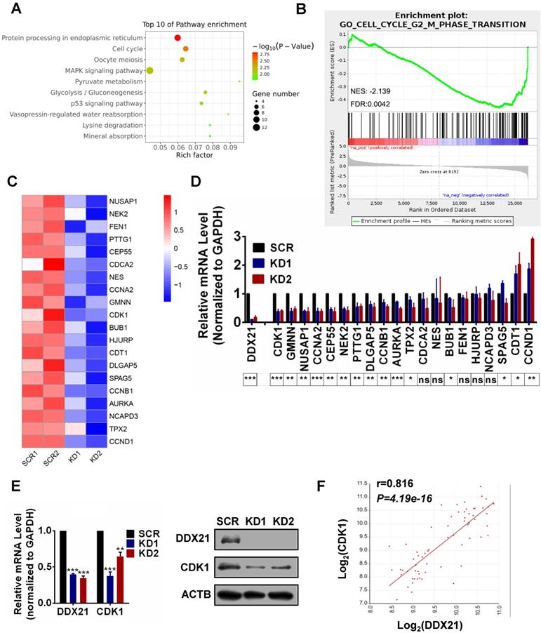 DDX21 Interacts with WDR5 to Promote Colorectal Cancer Cell ...
