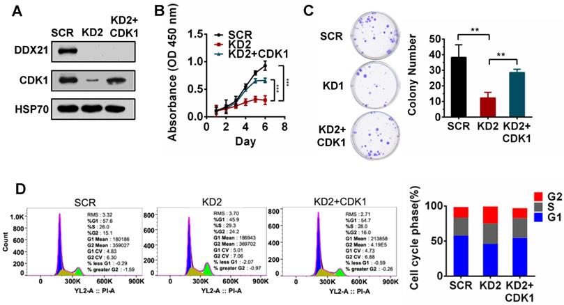 DDX21 Interacts with WDR5 to Promote Colorectal Cancer Cell ...