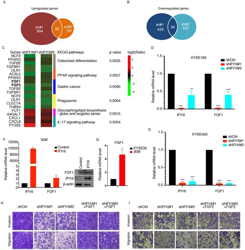 Identification of a Metastasis-Related Protein IFI16 in Esophageal ...