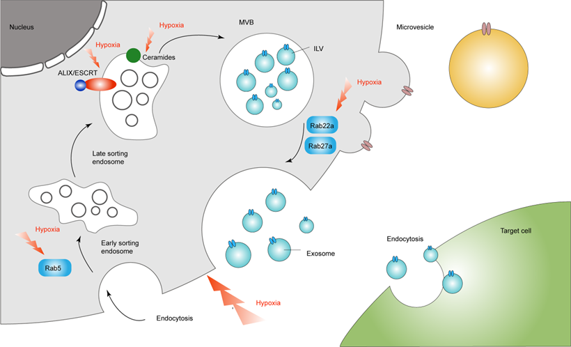 Tumor-derived exosomes in hypoxic microenvironment: release mechanism ...