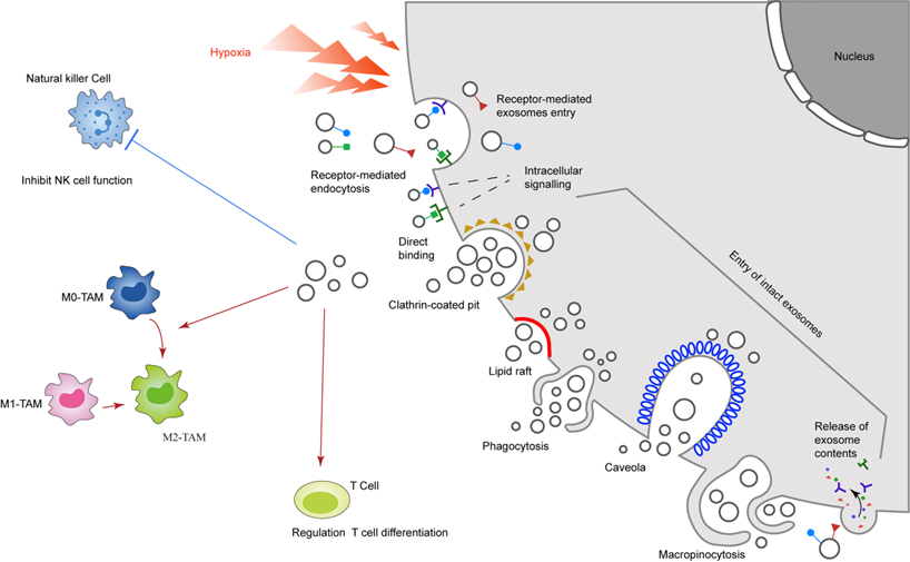 Tumor-derived exosomes in hypoxic microenvironment: release mechanism ...