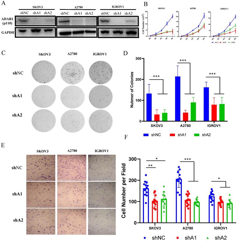 ADAR1 Prevents R-loop Accumulation-Driven ATR Pathway Activation in ...