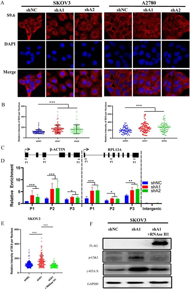 ADAR1 Prevents R-loop Accumulation-Driven ATR Pathway Activation in ...