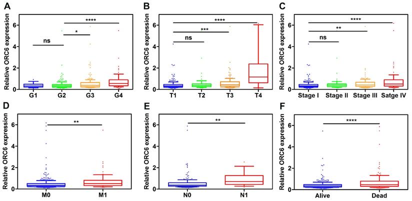 ORC6 acts as a biomarker and reflects poor outcome in clear cell renal ...
