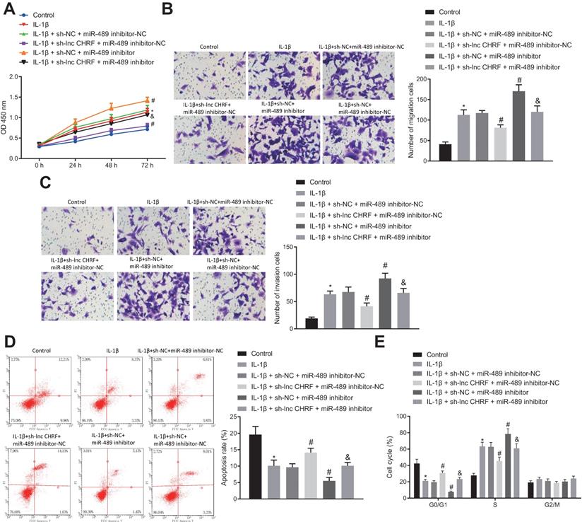 IL-1β-Triggered Long Non-coding RNA CHRF Induces Non-Small Cell Lung ...