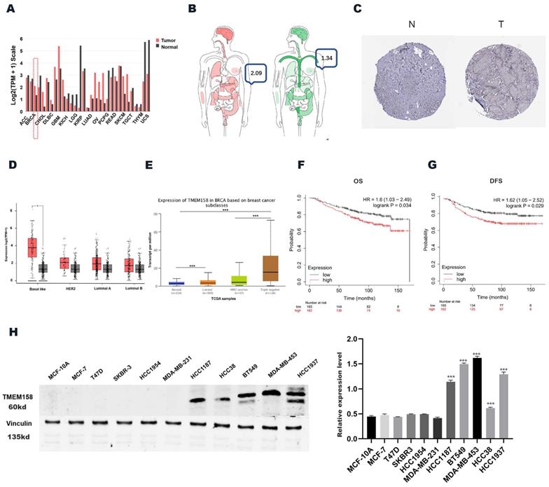 TMEM158 Regulates the Canonical and Non-Canonical Pathways of TGF-β to ...
