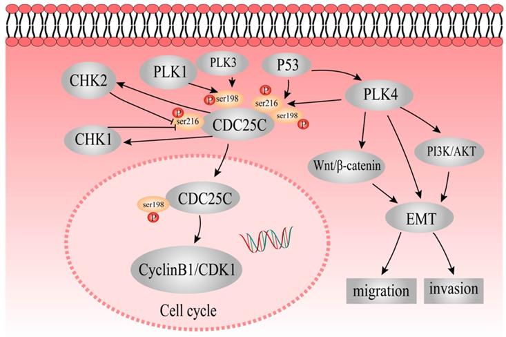PLK4 is a key molecule in the formation of PGCCs and promotes invasion ...