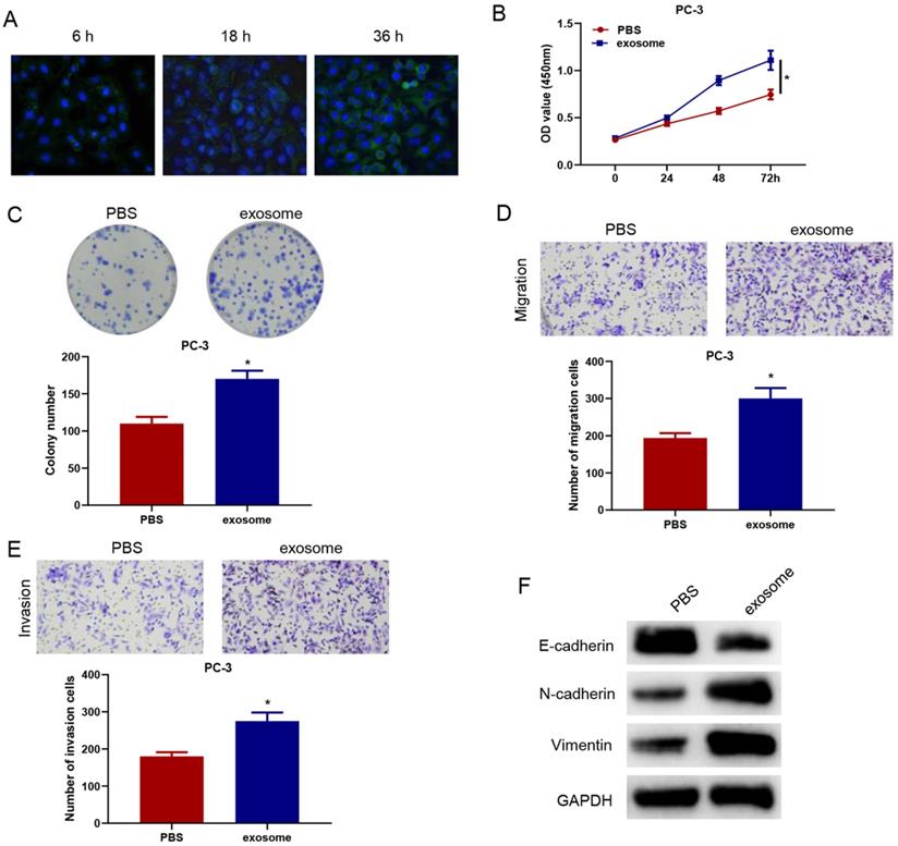 Blood circulating exosomes carrying microRNA-423-5p regulates cell ...