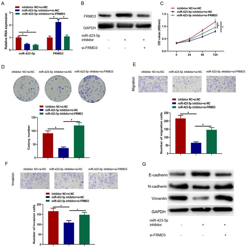 Blood circulating exosomes carrying microRNA-423-5p regulates cell ...