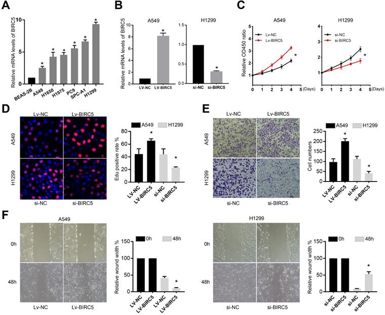 BIRC5 Modulates PD-L1 Expression and Immune Infiltration in Lung ...