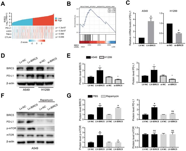 BIRC5 Modulates PD-L1 Expression and Immune Infiltration in Lung ...