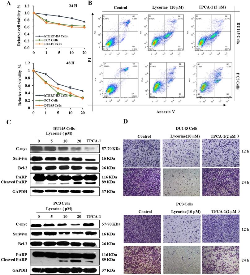In vitro and in vivo anticancer activity of Lycorine in prostate cancer ...