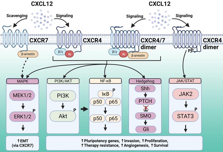 Regulation of Tumor and Metastasis Initiation by Chemokine Receptors