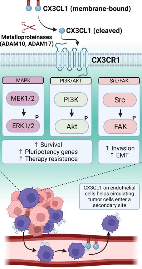 Regulation of Tumor and Metastasis Initiation by Chemokine Receptors