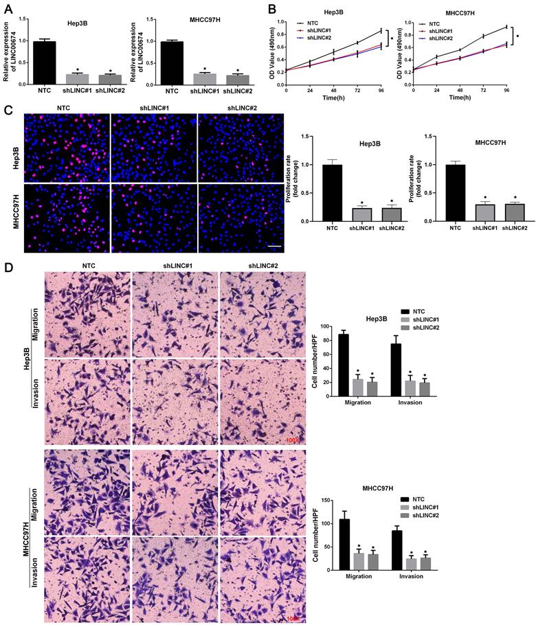Hypoxia-induced LINC00674 facilitates hepatocellular carcinoma ...