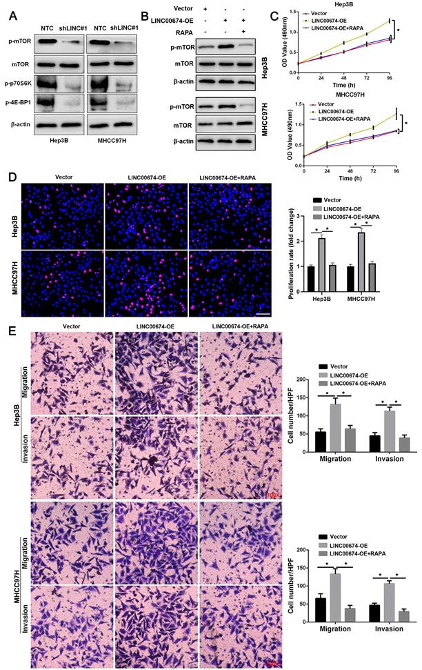 Hypoxia-induced LINC00674 facilitates hepatocellular carcinoma ...