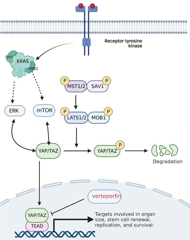 KRAS as a Key Oncogene in the Clinical Precision Diagnosis and ...