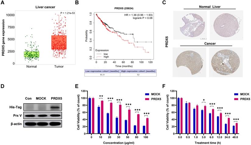 Peroxiredoxin 5 protects HepG2 cells from ethyl β-carboline-3 ...