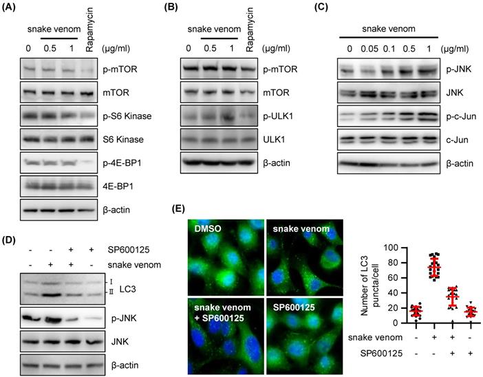 Snake venom induces an autophagic cell death via activation of the JNK ...