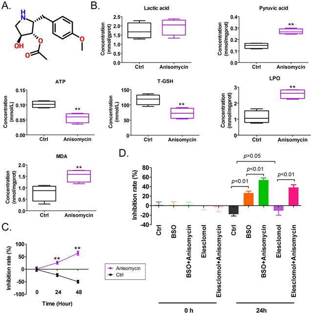 Anisomycin has a potential toxicity of promoting cuproptosis in human ...