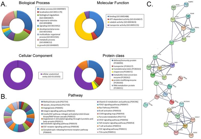 Anisomycin has a potential toxicity of promoting cuproptosis in human ...