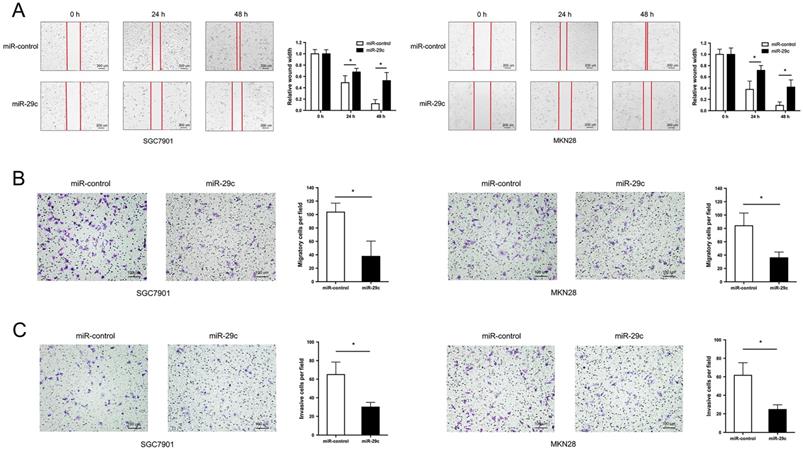 miR-29c inhibits metastasis of gastric cancer cells by targeting VEGFA
