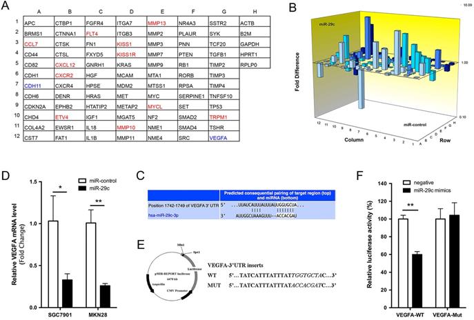 miR-29c inhibits metastasis of gastric cancer cells by targeting VEGFA