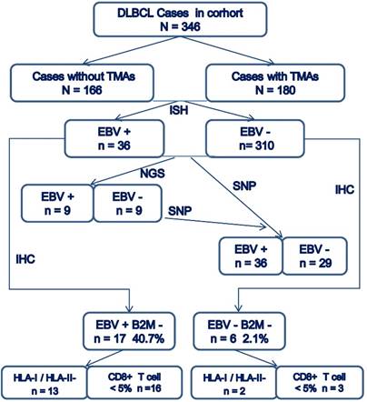 B2M mutation paves the way for immune tolerance in pathogenesis of ...