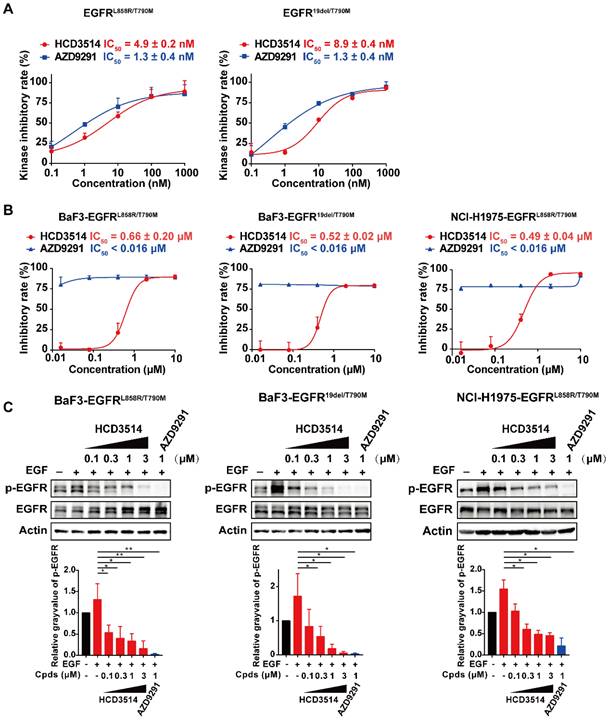 Discovery of HCD3514 as a potent EGFR inhibitor against C797S mutation ...