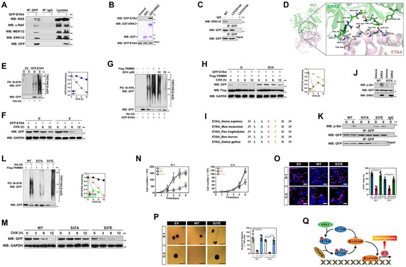 Tripartite motif containing 69 elicits ERK2-dependent EYA4 turnover to ...