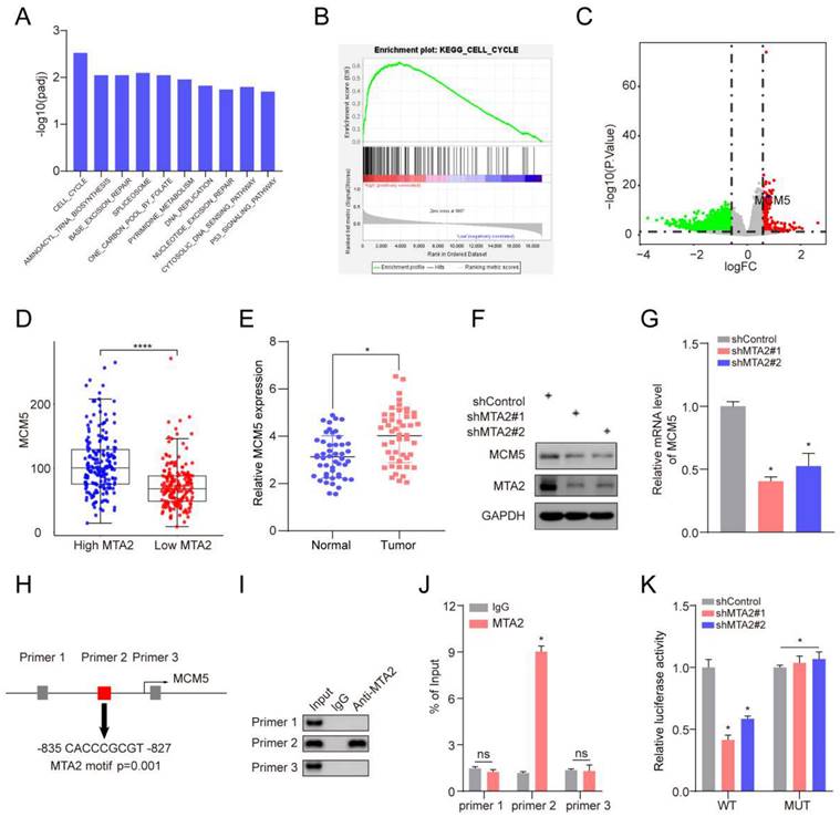 MTA2 is one of 14 Transcription factors predicting recurrence free survival in gastric cancer ...