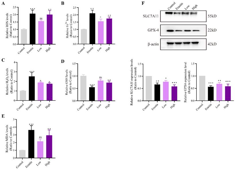Inhibition of Non-small Cell Lung Cancer by Ferroptosis and Apoptosis ...